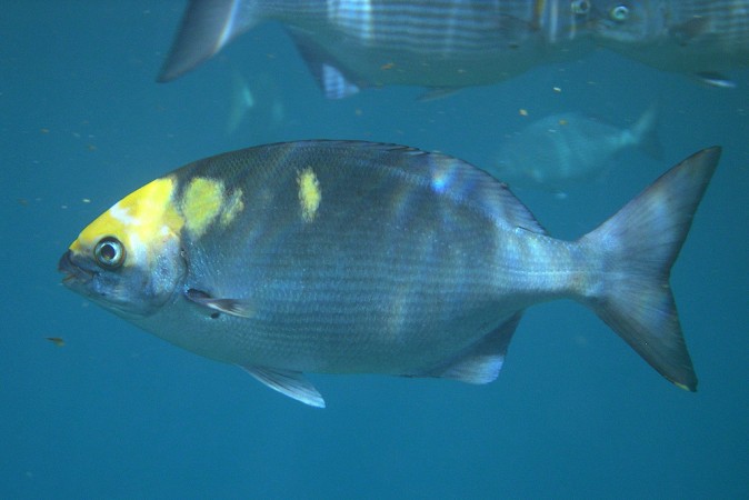 Splash of Kauai » Splash talks story Splash of Kauai | Nenue Xanthic ...